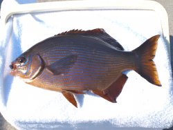 Striped Seaperch | Pier Fishing in California