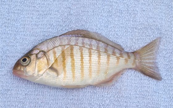 Barred Surfperch - Pier Fishing in California