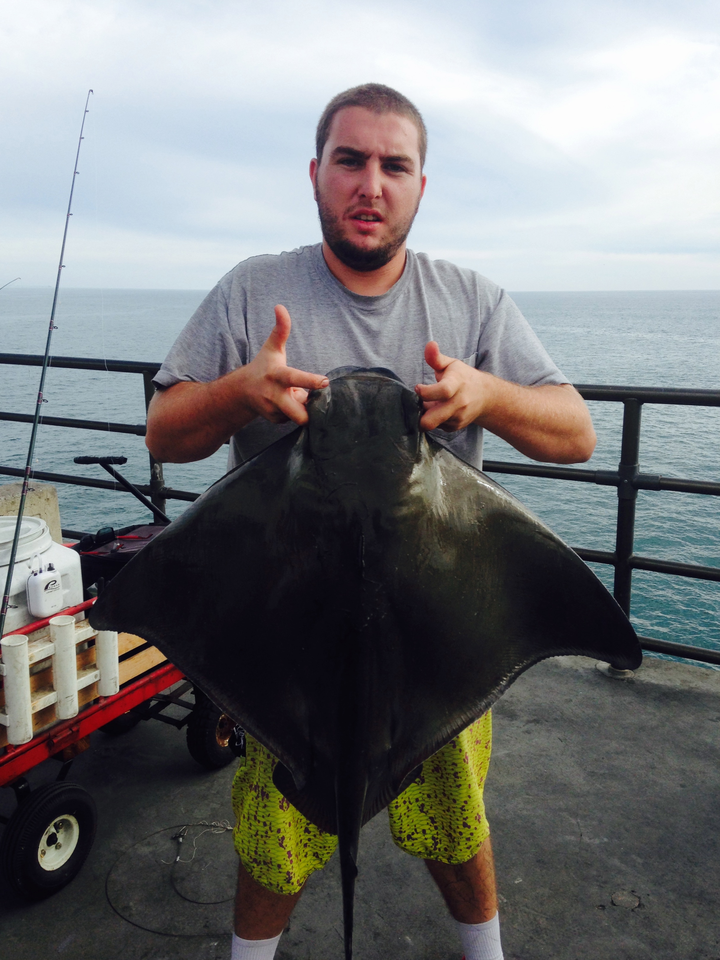 Bat.Ray1_HBPier_Cody_2015.10 - Pier Fishing in California