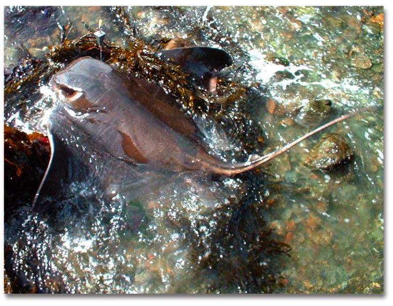 Bat Ray - Pier Fishing in California