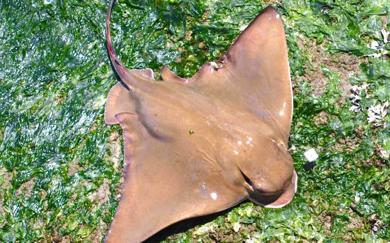 Bat Ray - Pier Fishing in California