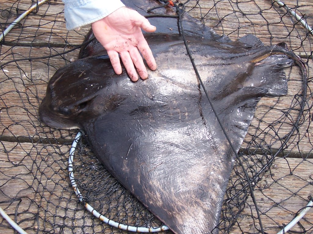 Goleta Pier - Pier Fishing in California