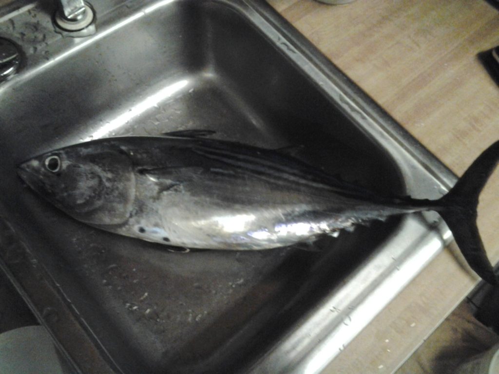 Imperial Beach Pier - Pier Fishing in California