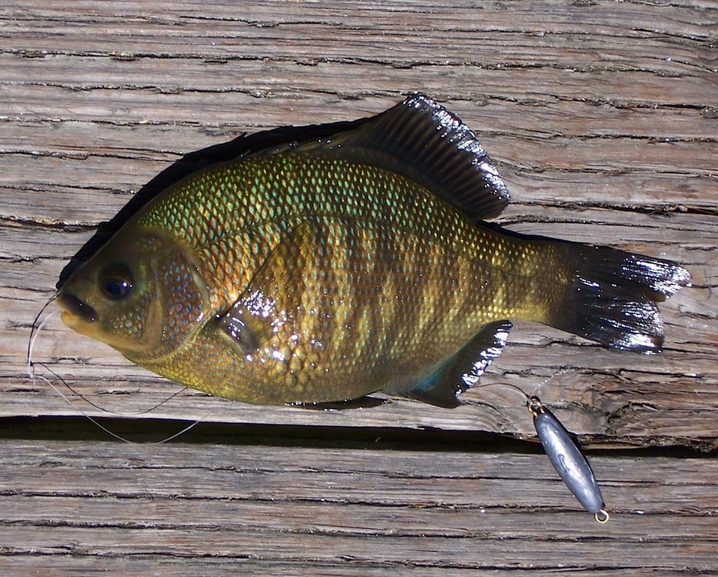 Black Perch - Pier Fishing in California