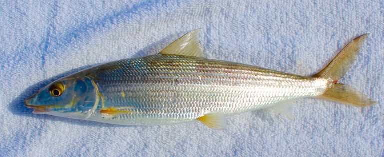 Cortez Bonefish - Pier Fishing in California