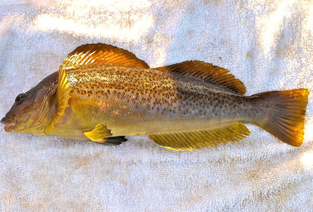 Kelp Greenling - Pier Fishing in California
