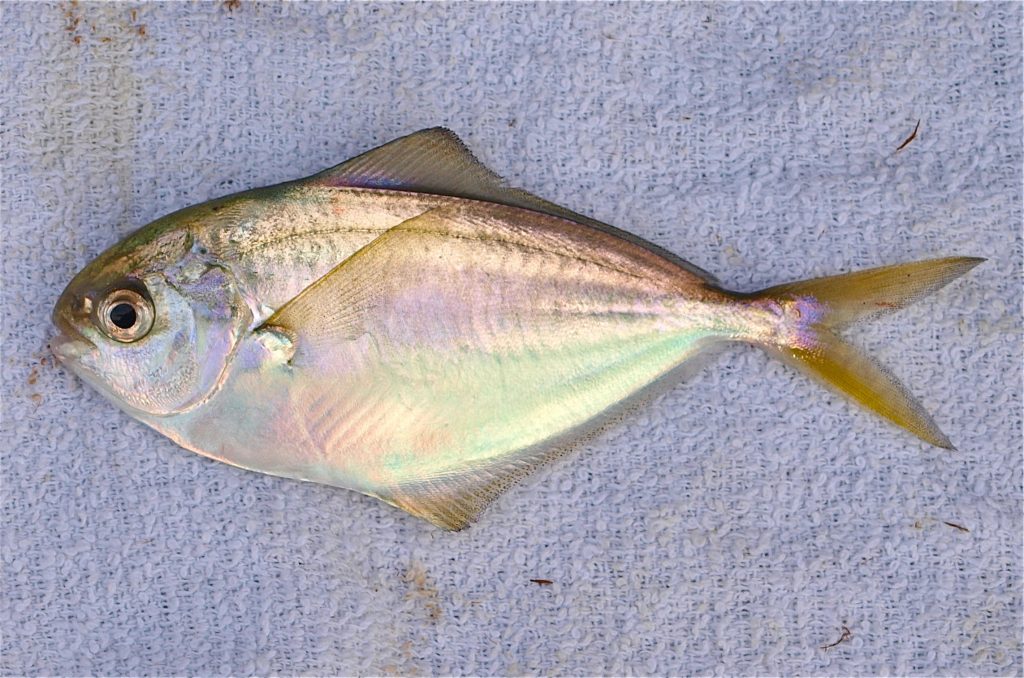 Pacific Butterfish - Pier Fishing in California