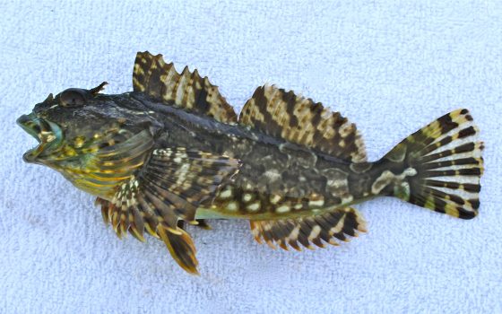 Cabezon - Pier Fishing in California
