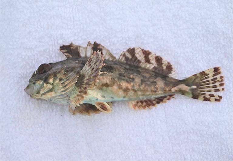 Cabezon - Pier Fishing in California