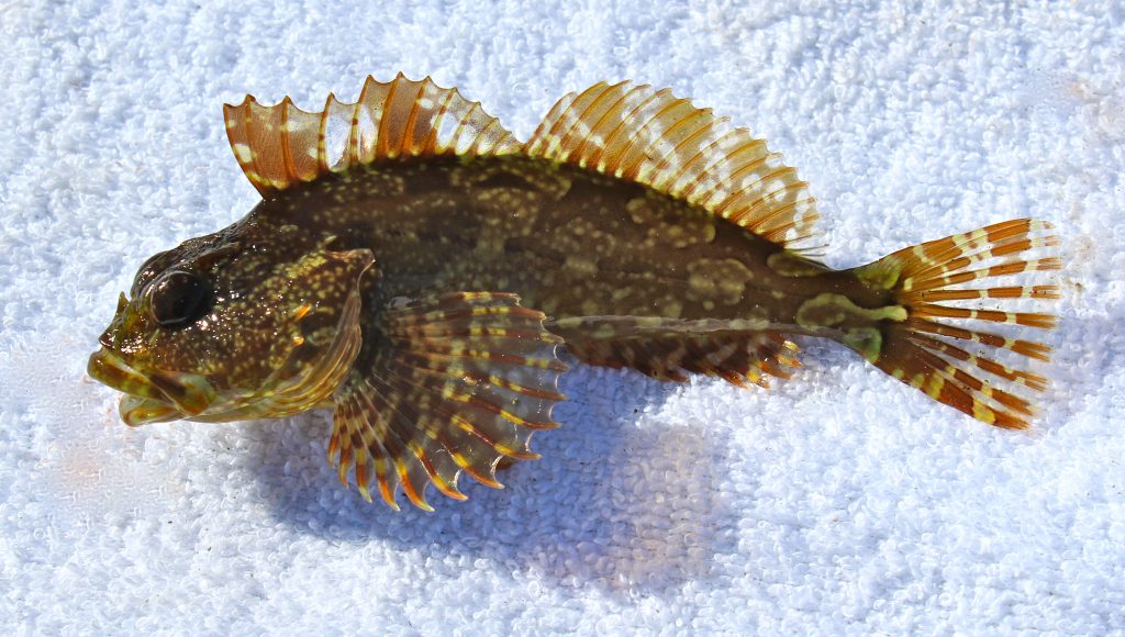 Cabezon - Pier Fishing in California