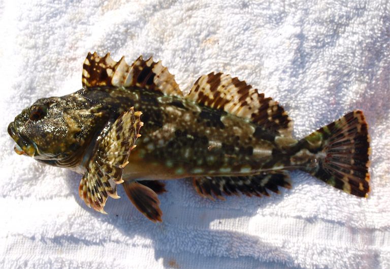 Cabezon - Pier Fishing in California