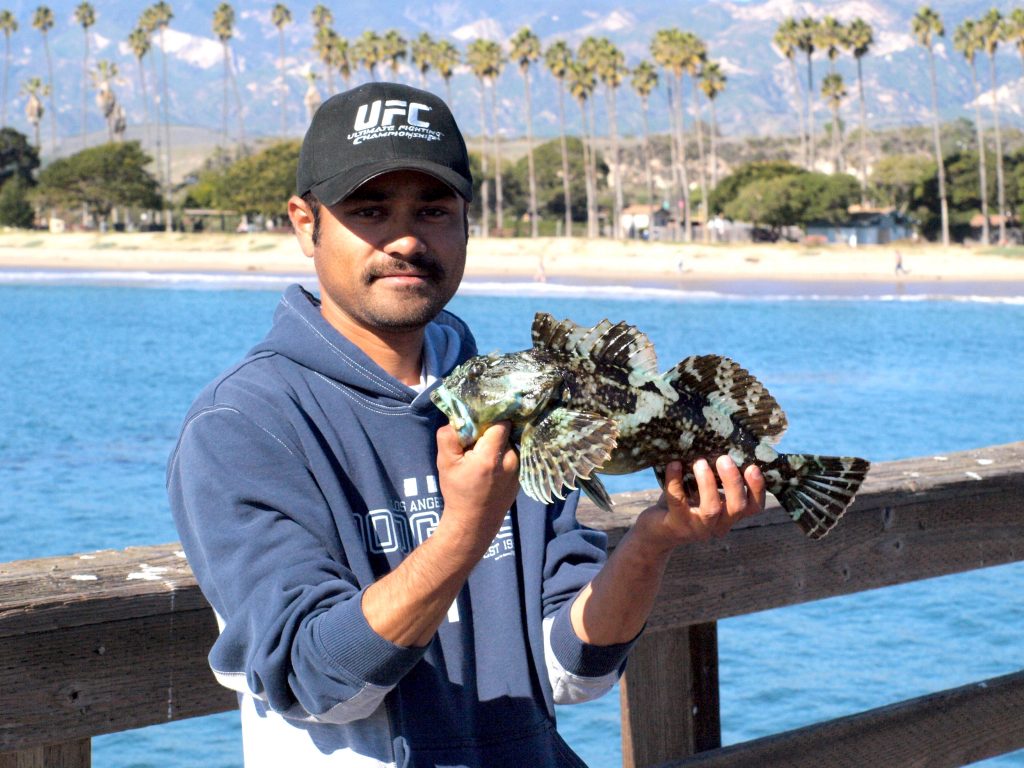 Cabezon - Pier Fishing in California
