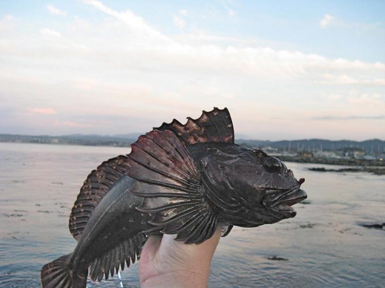 Cabezon - Pier Fishing in California