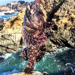 Cabezon - Pier Fishing in California