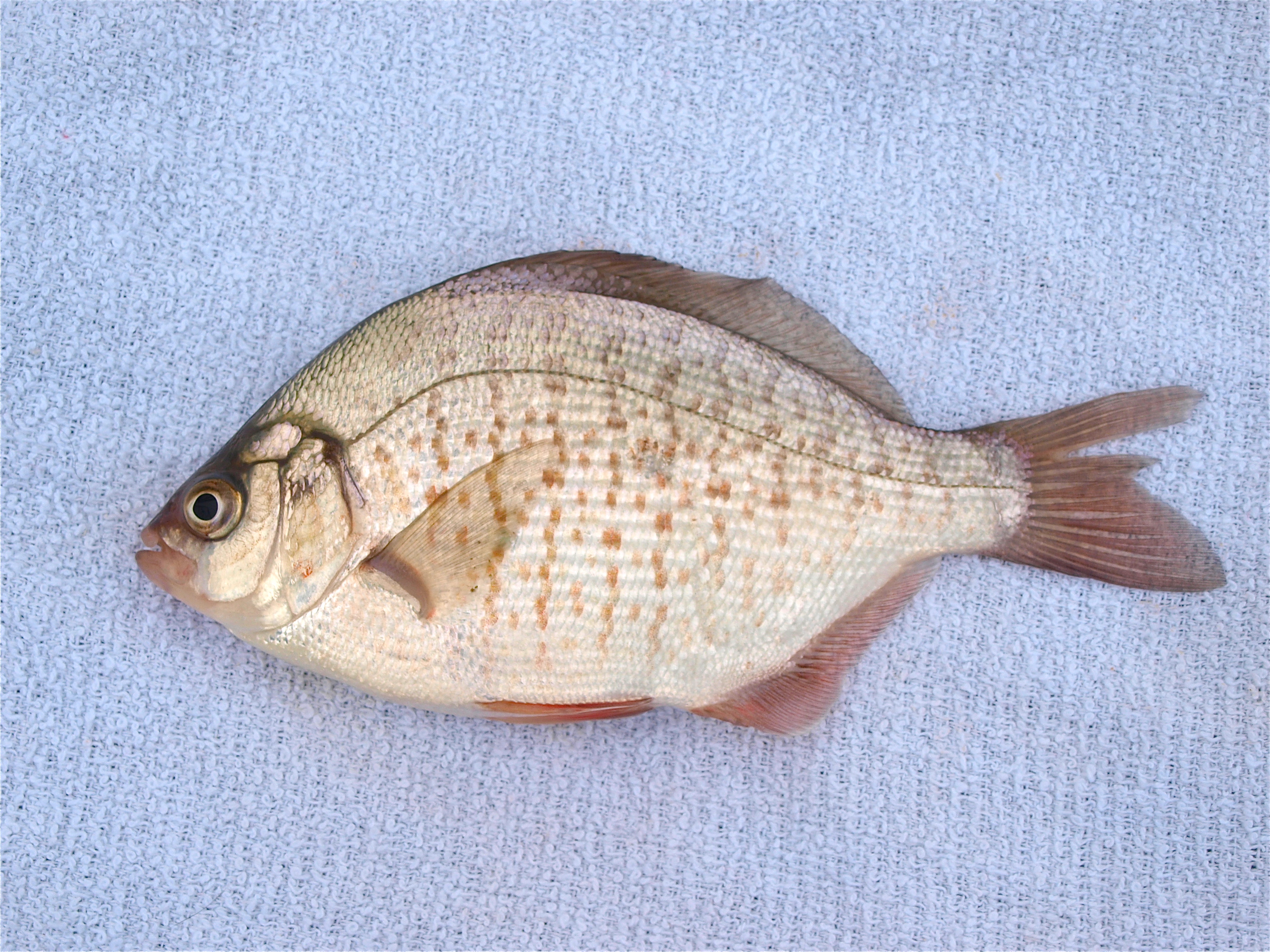 OLYMPUS DIGITAL CAMERA - Pier Fishing in California