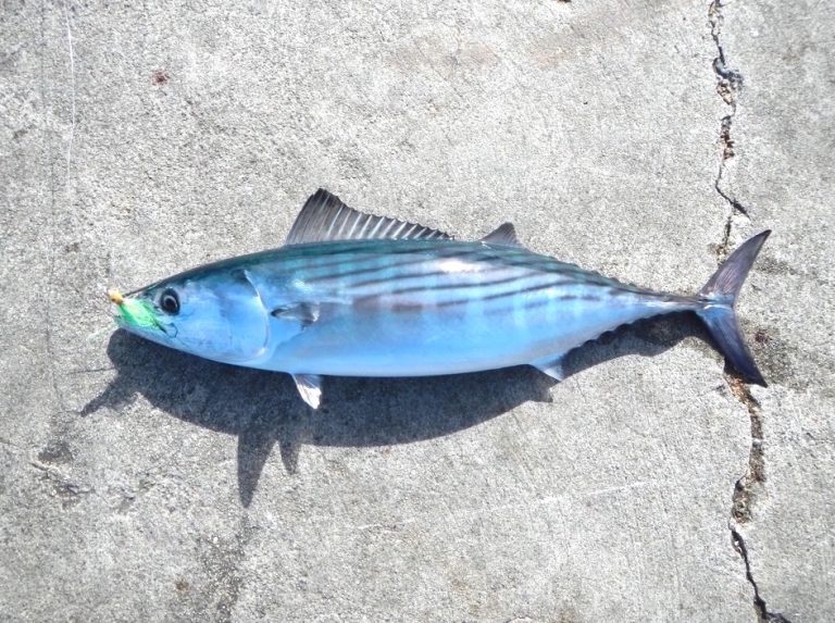 Pacific Bonito - Pier Fishing in California