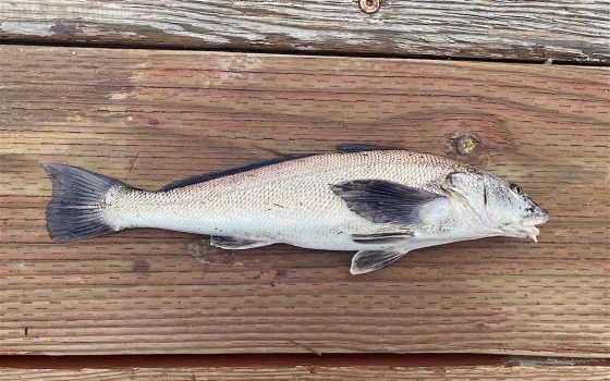 California Corbina - Pier Fishing in California