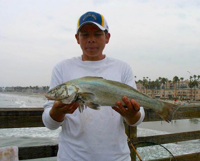 California Corbina - Pier Fishing in California