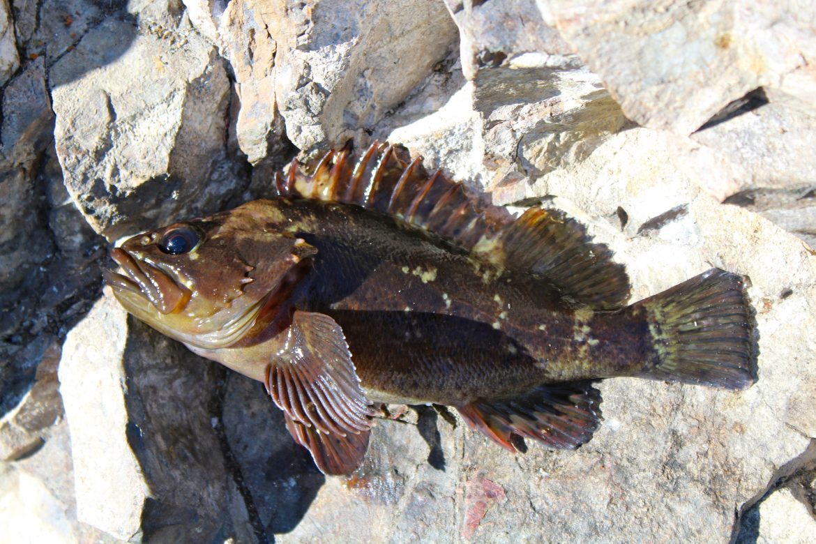 Elephant Rock Pier — Tiburon - Pier Fishing in California