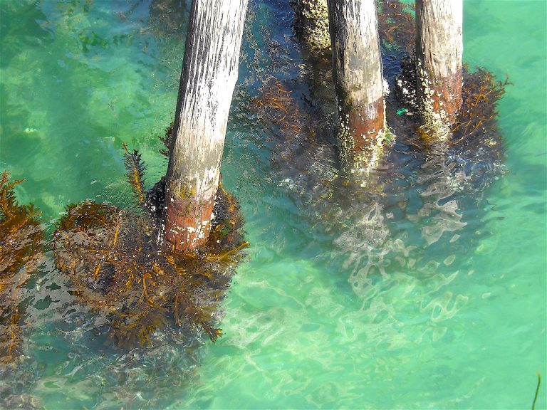 Goleta Pier - Pier Fishing in California