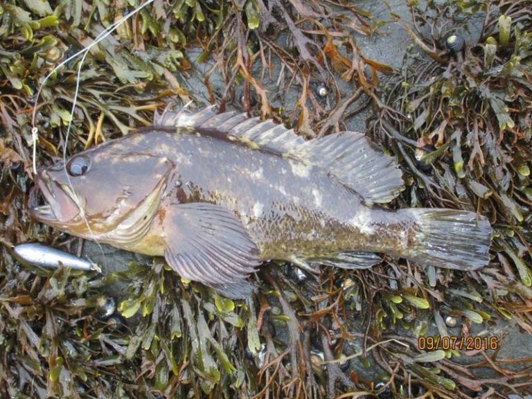 Grass Rockfish - Pier Fishing in California