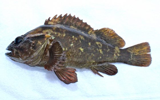 Grass Rockfish - Pier Fishing in California