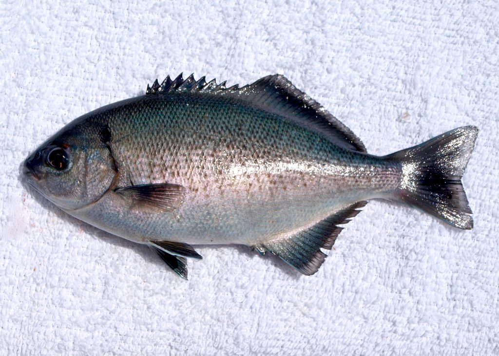 Halfmoon - Pier Fishing in California