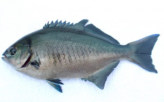 Halfmoon - Pier Fishing in California