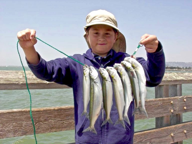 Jacksmelt - Pier Fishing in California