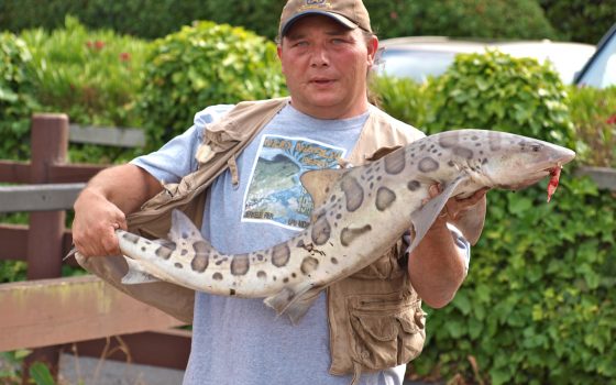 Leopard Shark - Pier Fishing in California