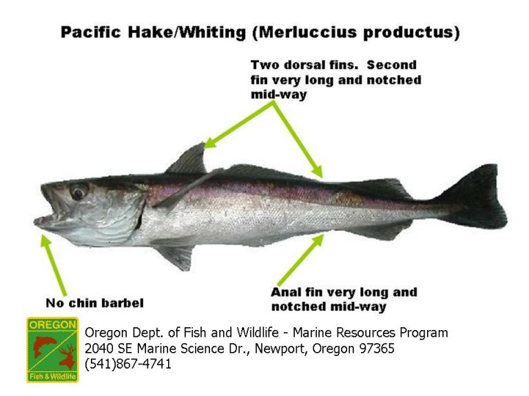 Merluccius_productus - Pier Fishing in California