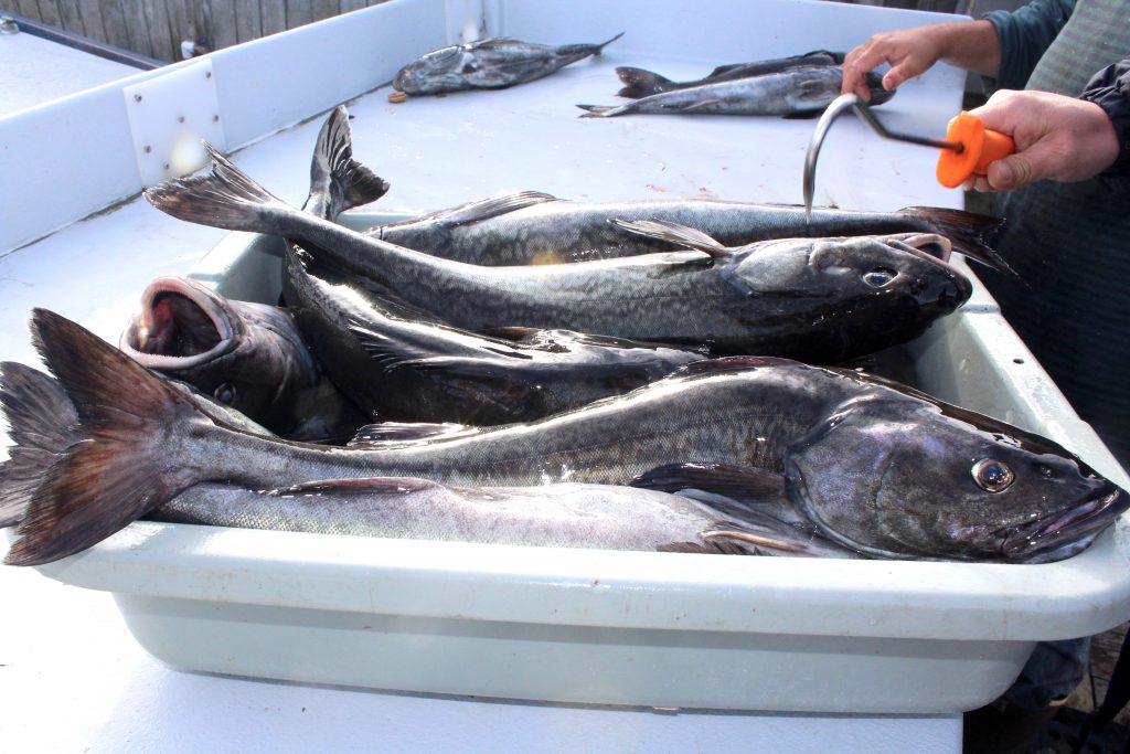 Sablefish - Pier Fishing in California