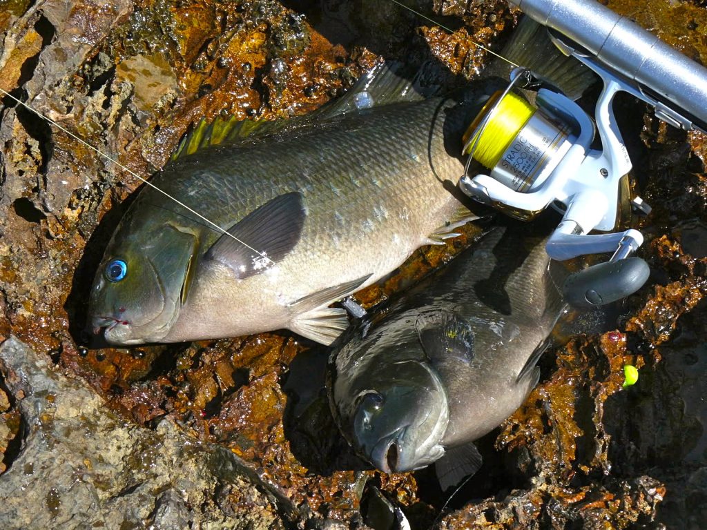 Opaleye - Pier Fishing in California