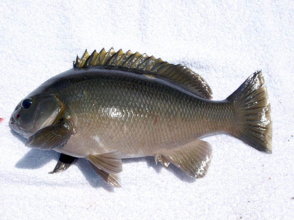 Opaleye - Pier Fishing in California