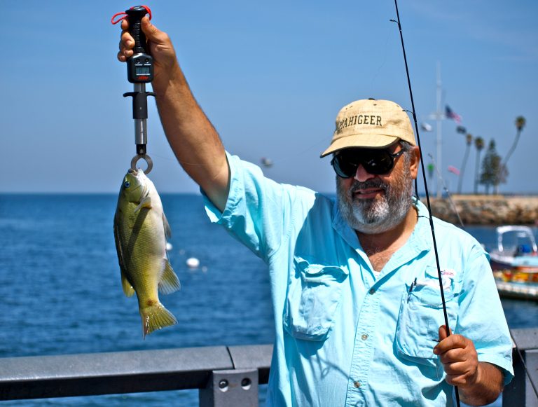 Opaleye - Pier Fishing in California