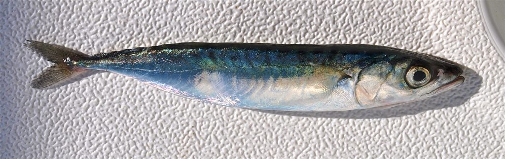 Pacific Chub Mackerel - Pier Fishing in California