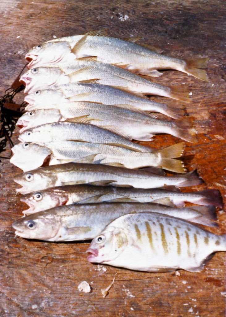 Pacific Tomcod - Pier Fishing in California