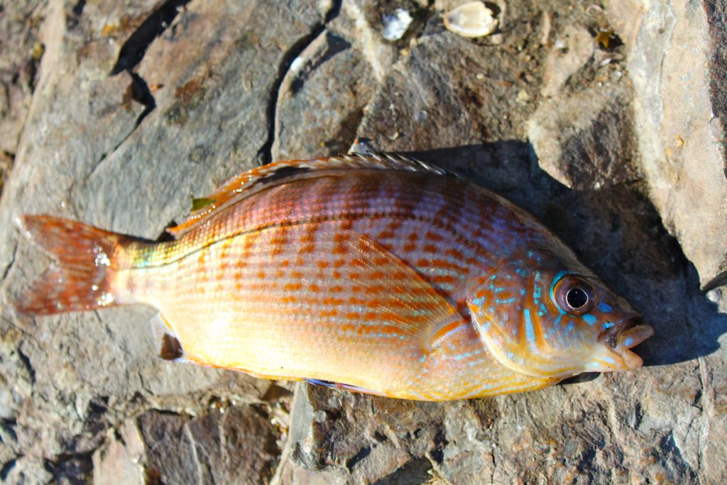 Rainbow.Seaperch_ER_2016_7 - Pier Fishing in California