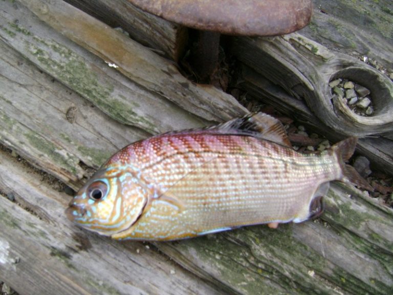 Fort Point Pier aka Torpedo Wharf — San Francisco - Pier Fishing in ...