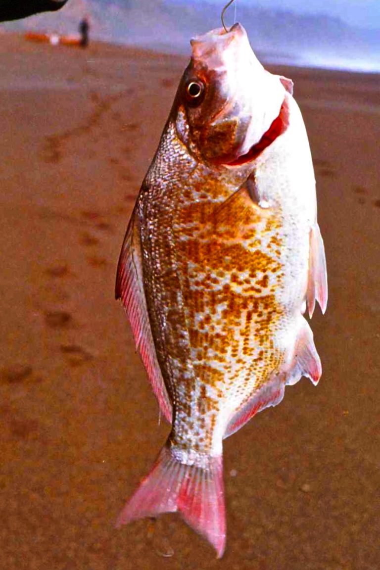 Redtail_Surfperch_1 - Version 2 - Pier Fishing in California