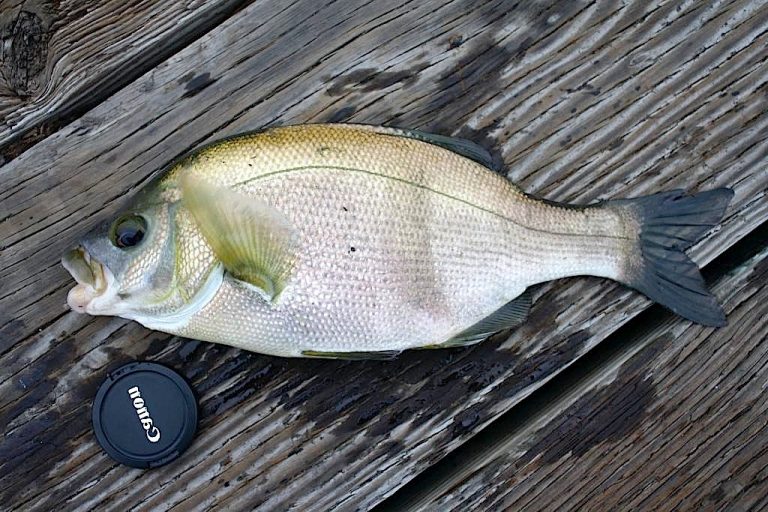 Rubberlip Seaperch - Pier Fishing in California