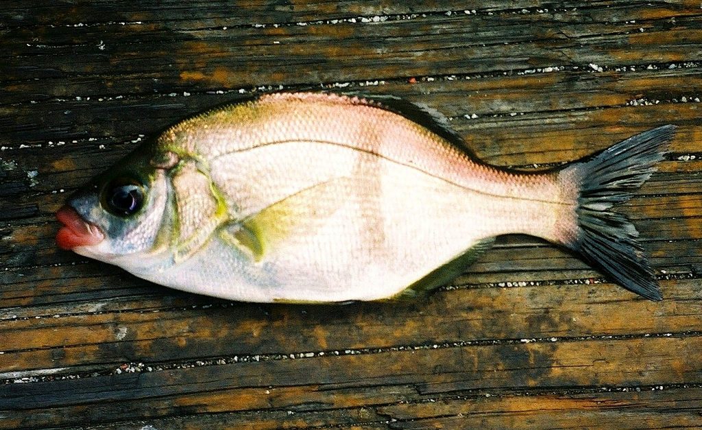 Rubberlip Seaperch - Pier Fishing in California