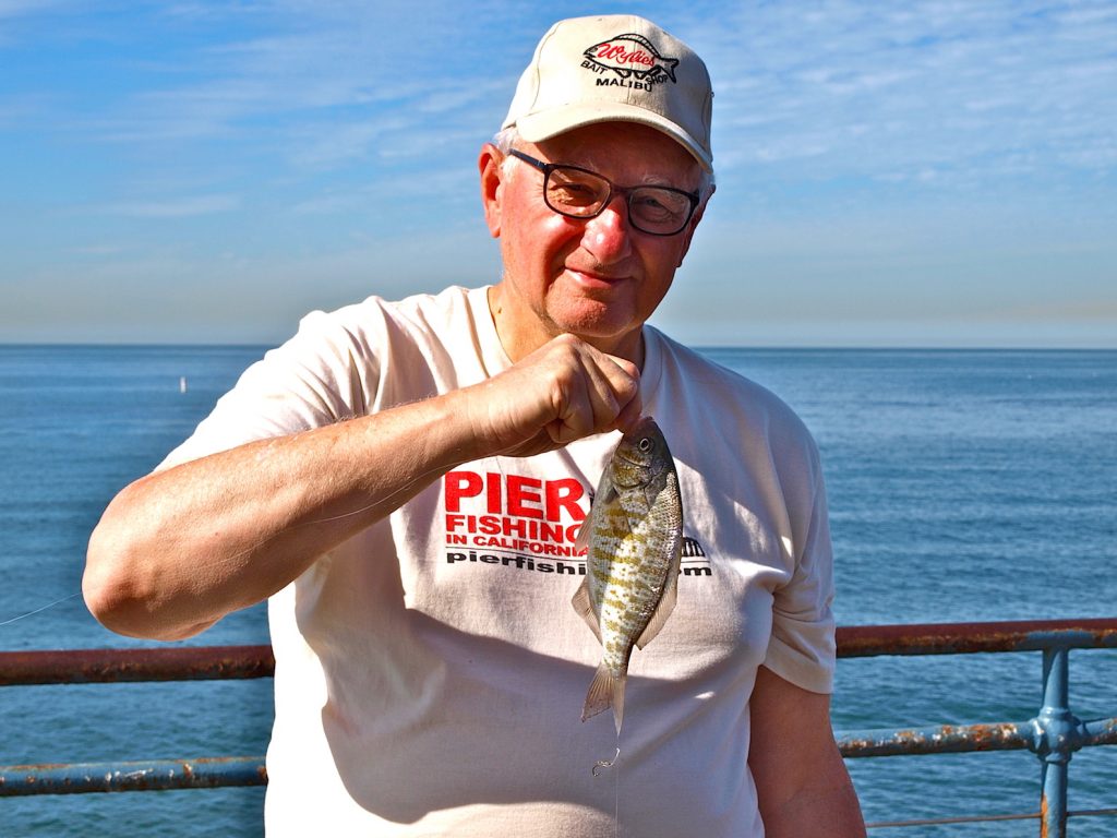 Barred Surfperch - Pier Fishing in California