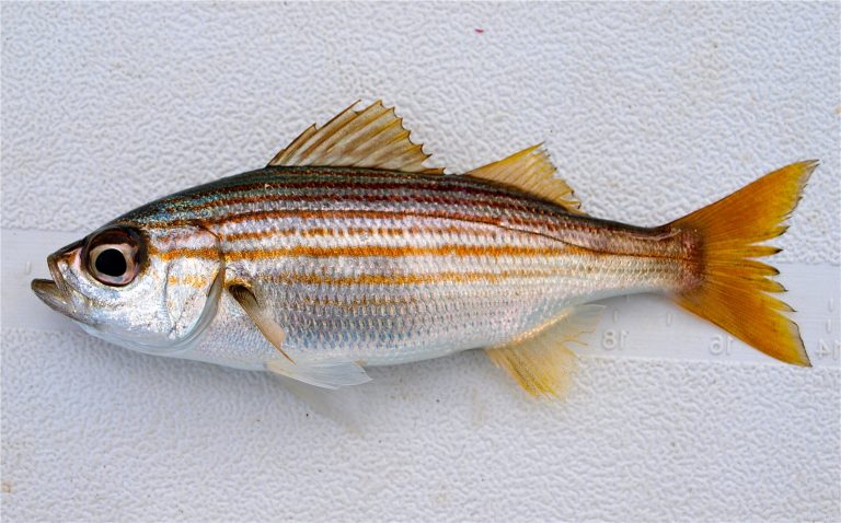 Ocean Beach Pier — San Diego - Pier Fishing in California
