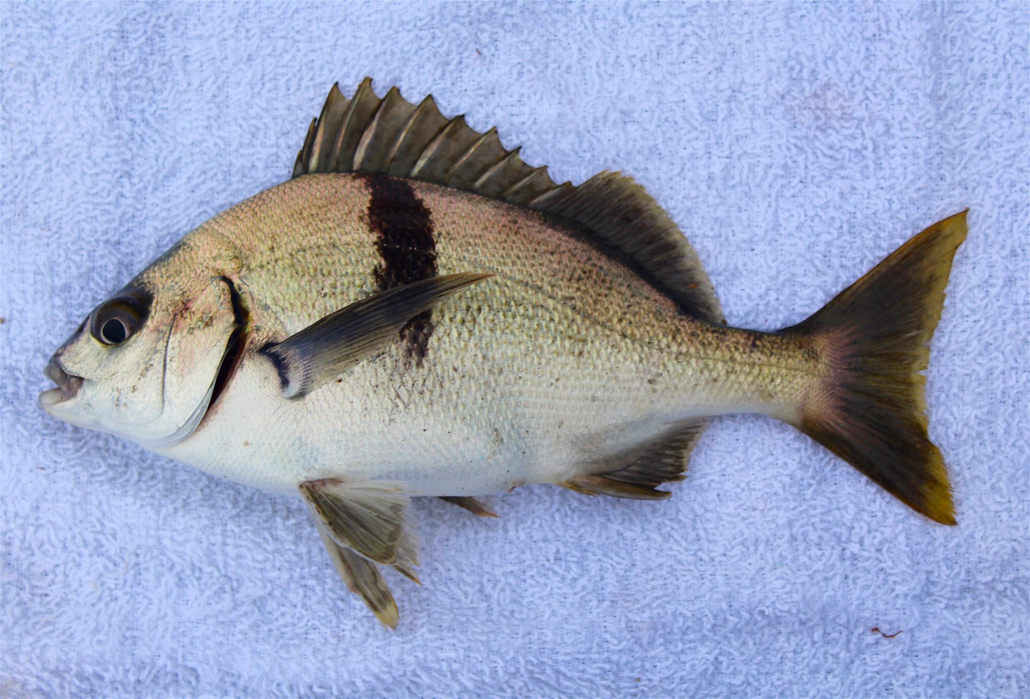 Ocean Beach Pier — San Diego - Pier Fishing in California