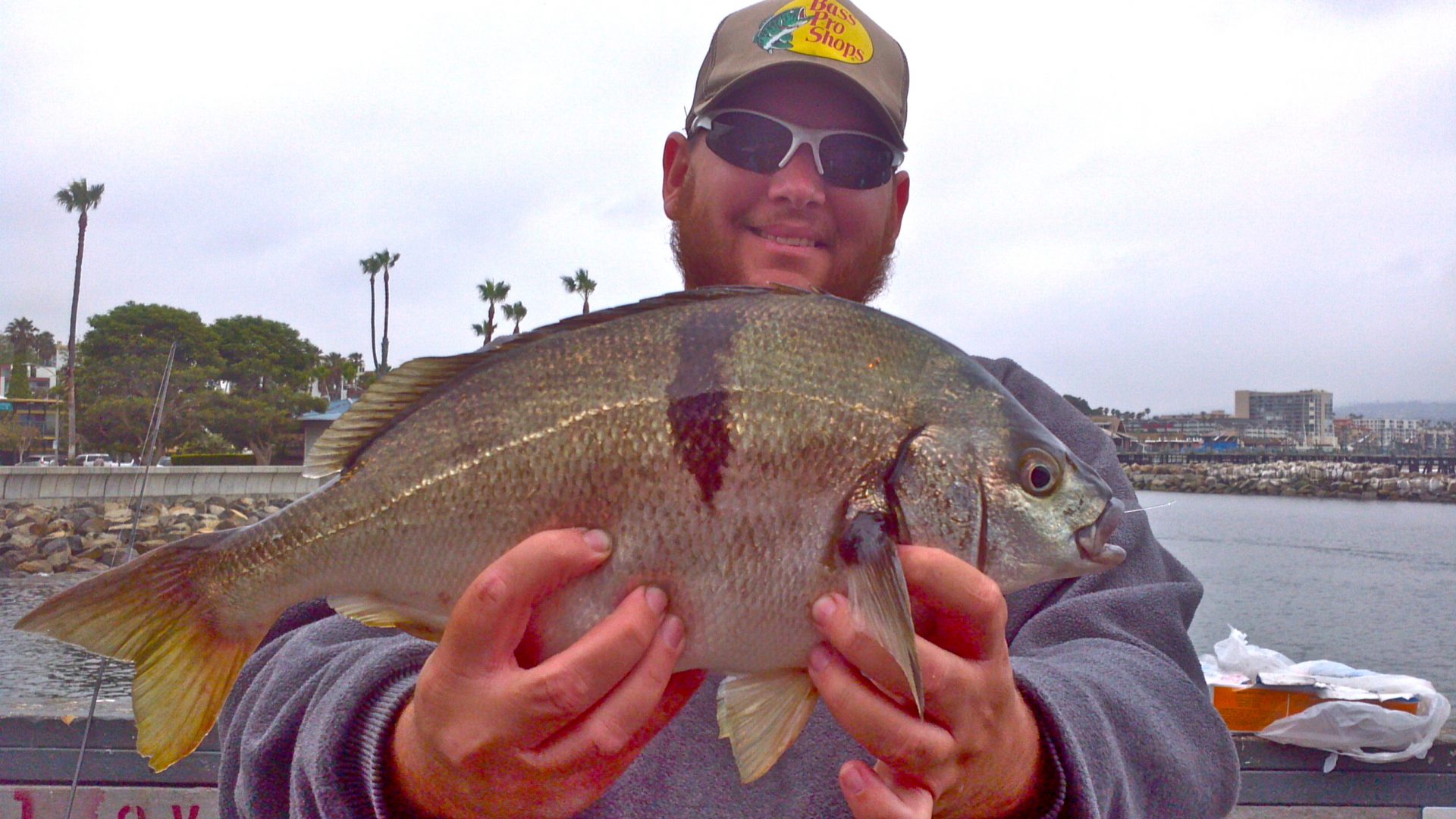 Sargo - Pier Fishing in California