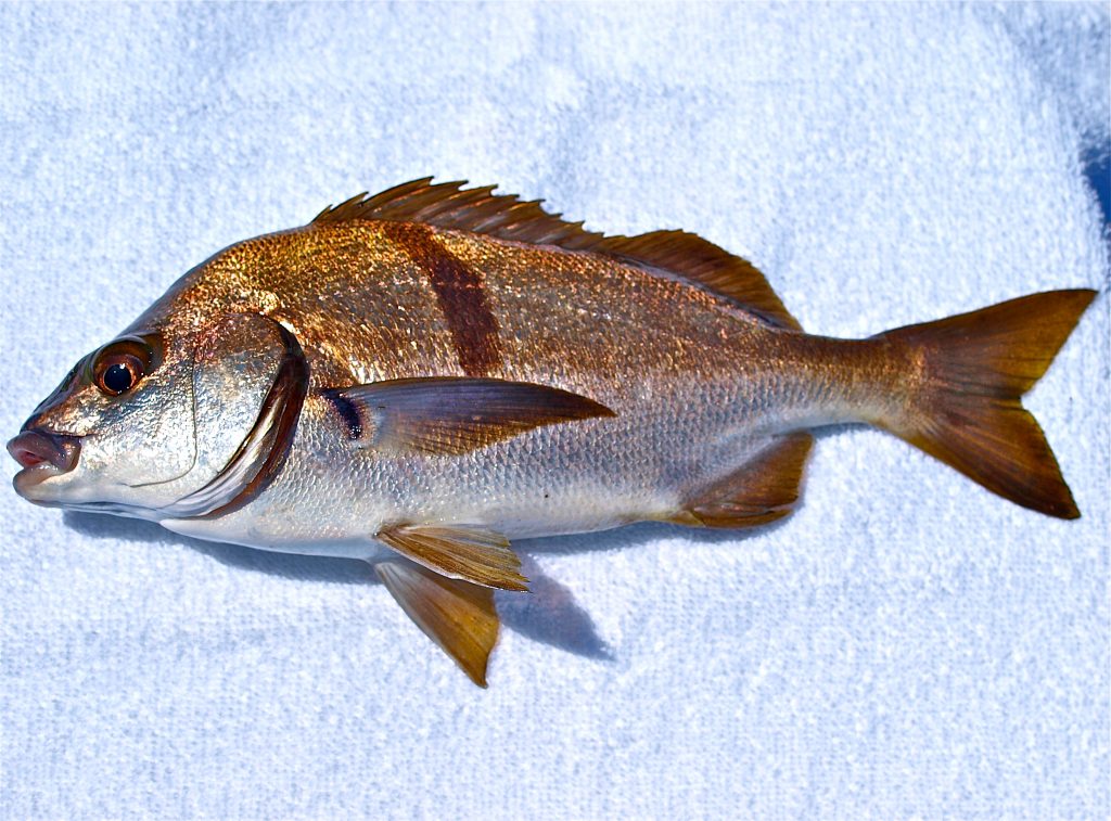 Sargo - Pier Fishing in California