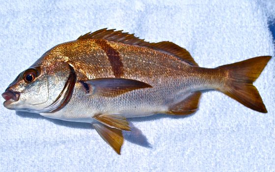 Sargo - Pier Fishing in California