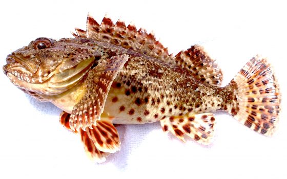 California Scorpionfish - Pier Fishing in California