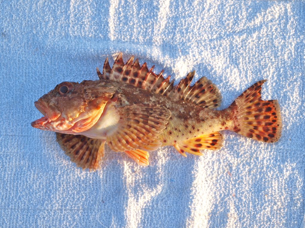 California Scorpionfish - Pier Fishing in California